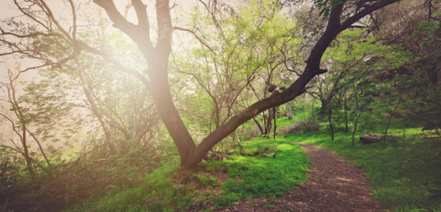 How Nature Boosts Kindness, Happiness, and Creativity - Mindful