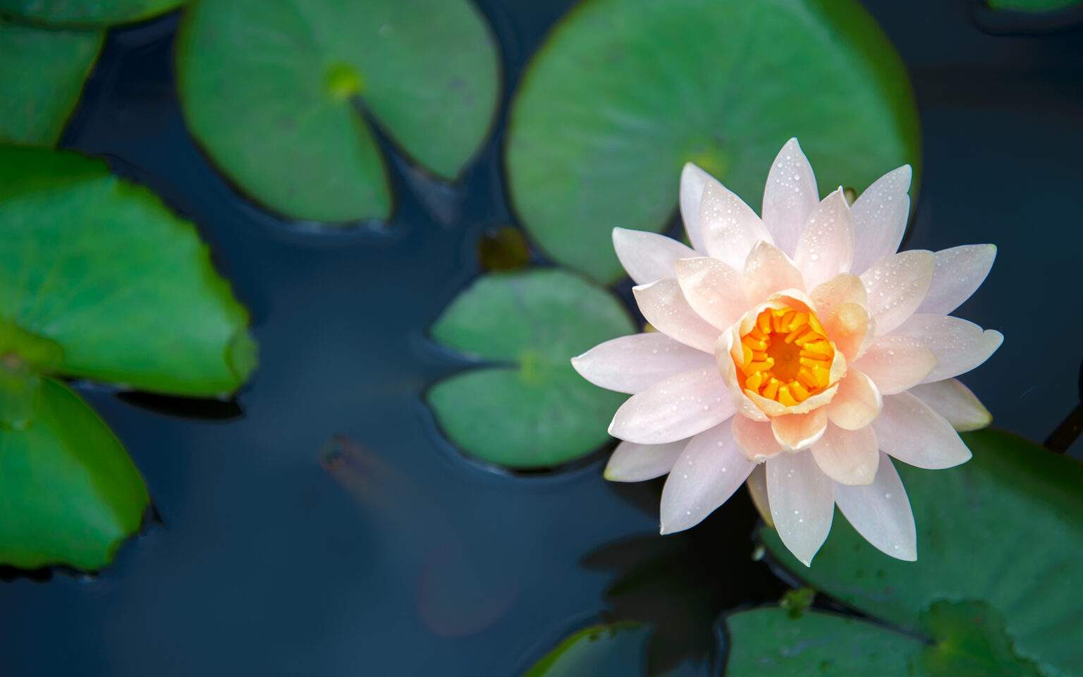 A Journaling Practice to Help You Let Go of Limiting Habits - Mindful