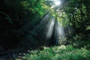 How to Take An Awe Walk - Mindful