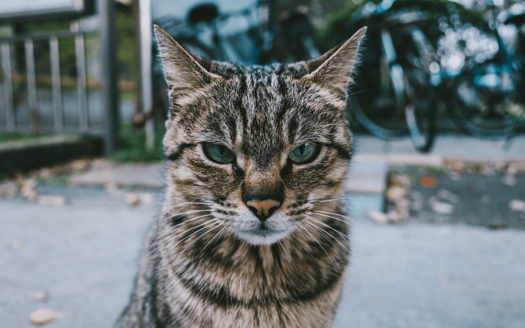 What to Do About Your Mean Streak - Mindful