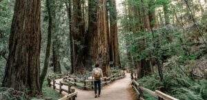 Find a Moment of Awe—in the Forest