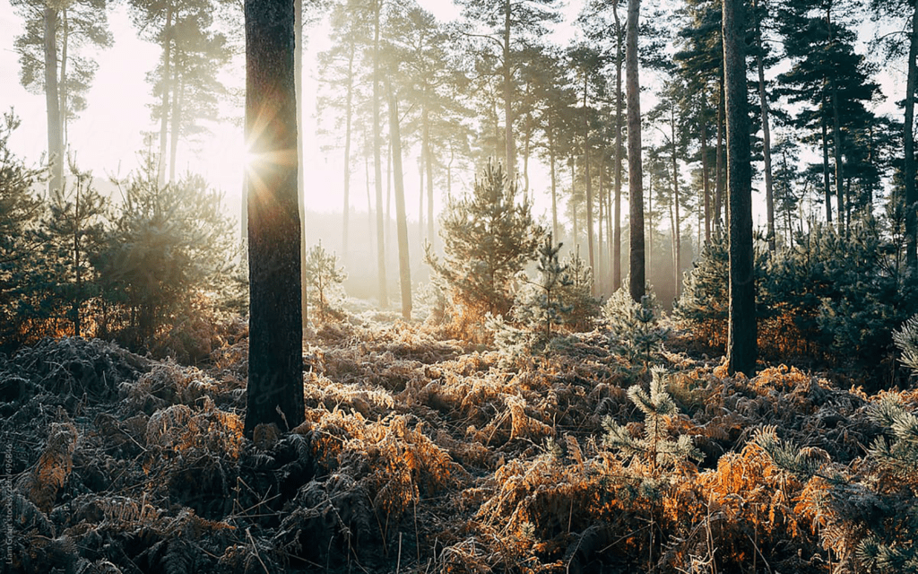 Let Nature Heal You - Mindful