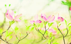 Take a 3-Day Mindfulness Journey: 6 Practices for Spring - Mindful