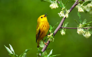 Take a 3-Day Mindfulness Journey: 6 Practices for Spring - Mindful